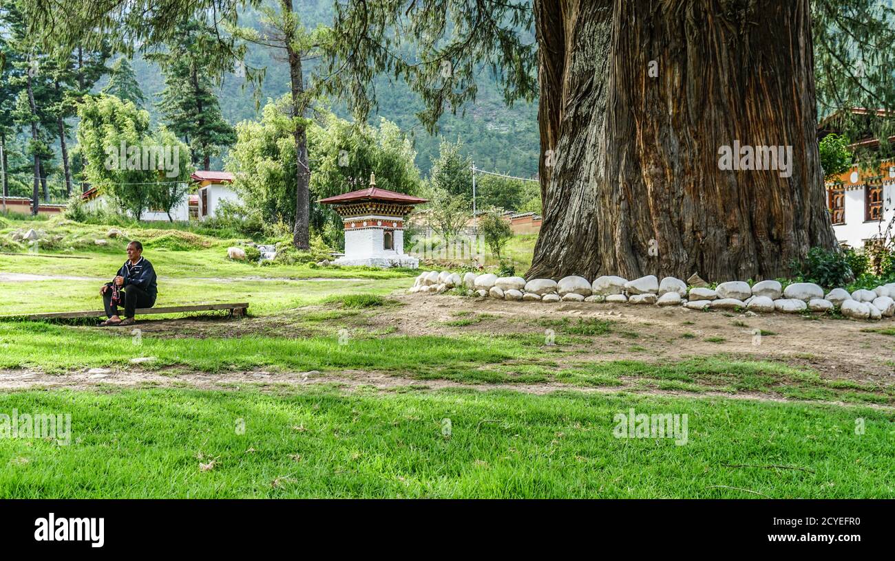 Elderly man meditating by a Himalayan cedar tree in Thimphu, Bhutan ...