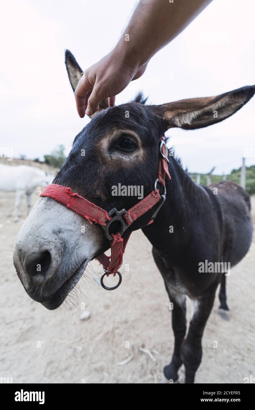 Touching donkey hi-res stock photography and images - Alamy