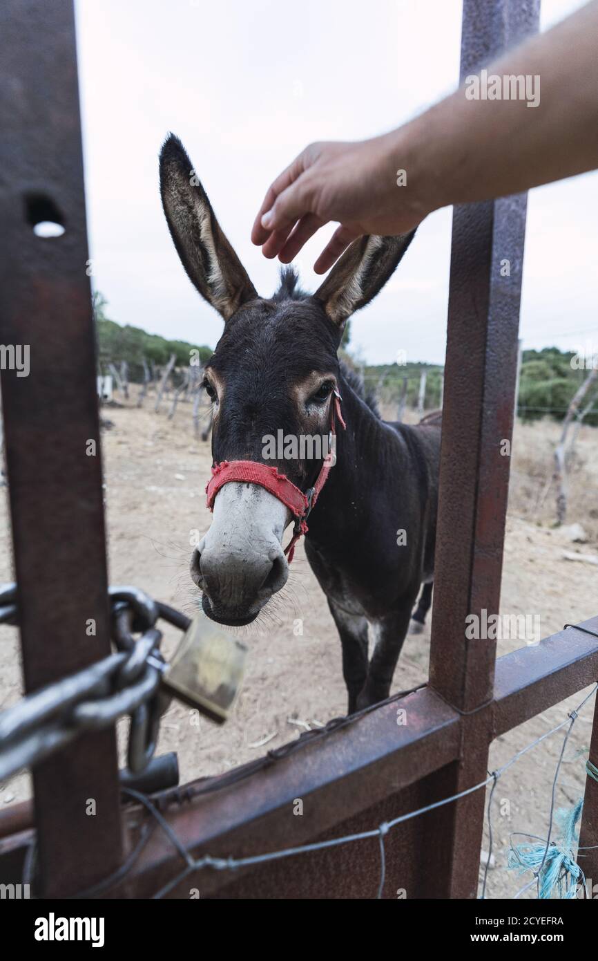 Touching donkey hi-res stock photography and images - Alamy