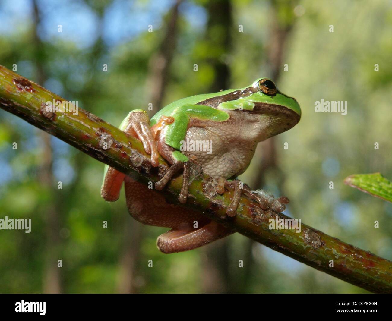 common tree frog Stock Photo - Alamy