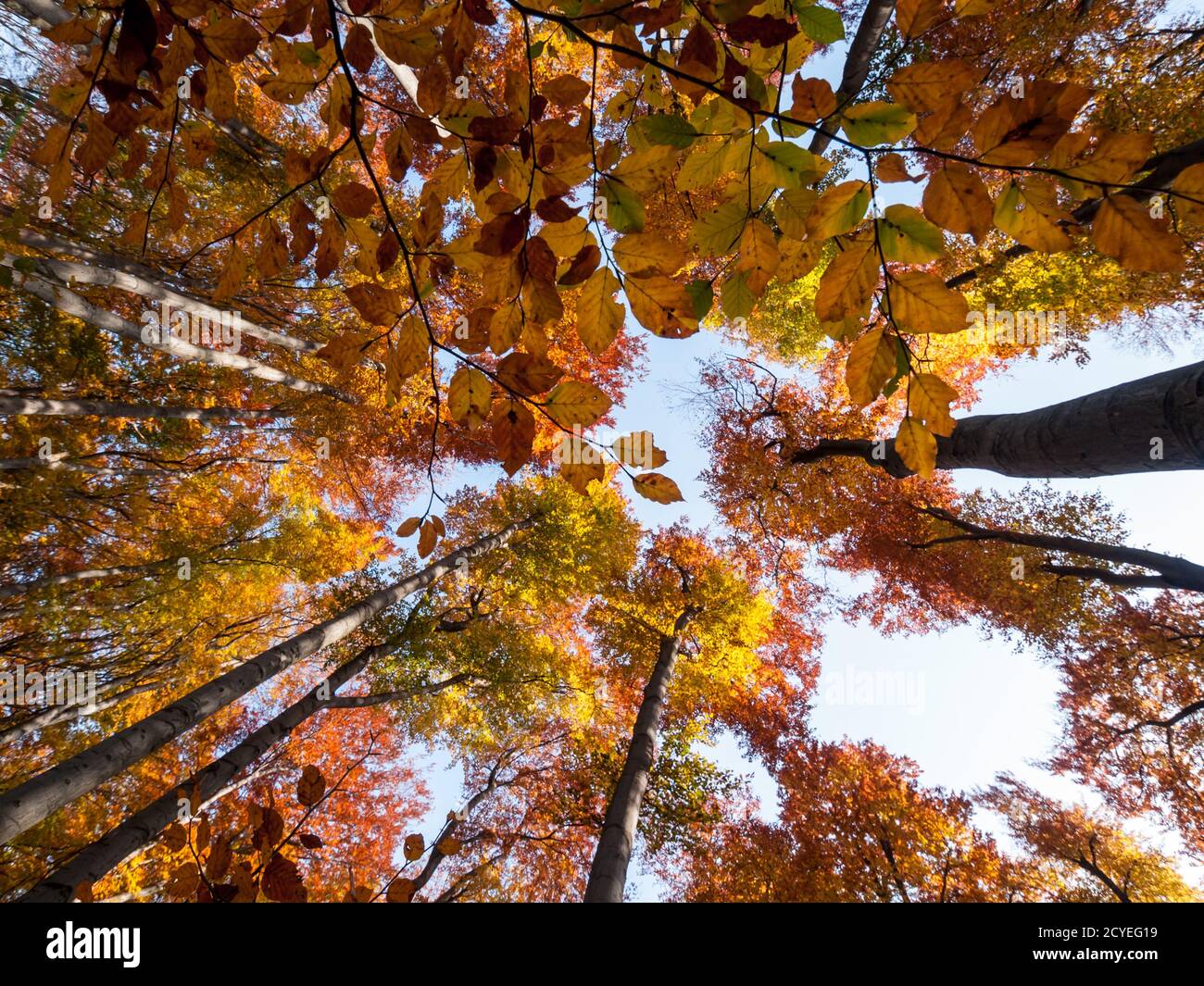 beech trees, treetop view in the viennese forest near vienna, austria ...