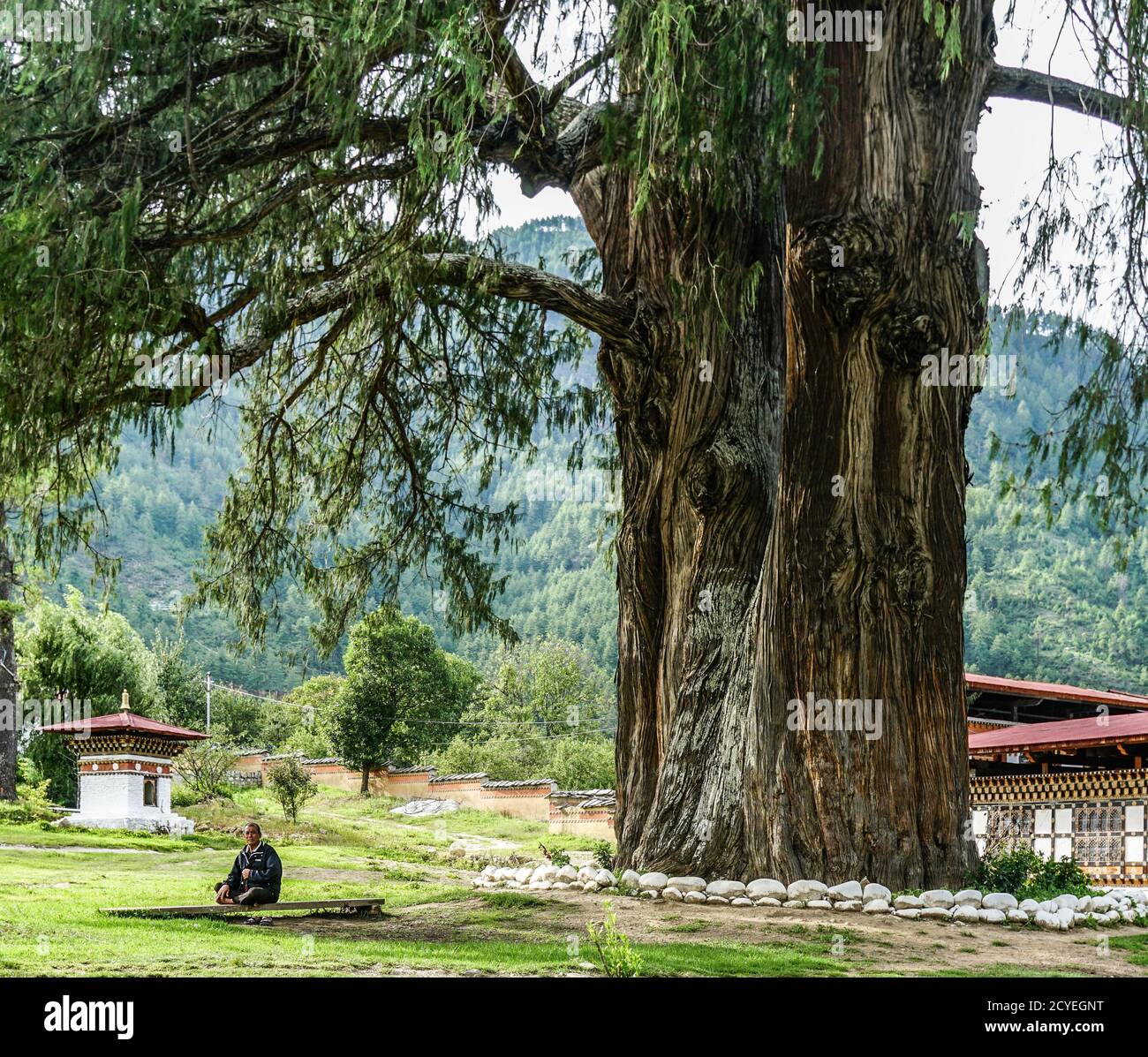 Elderly man meditating by a Himalayan cedar tree in Thimphu, Bhutan ...