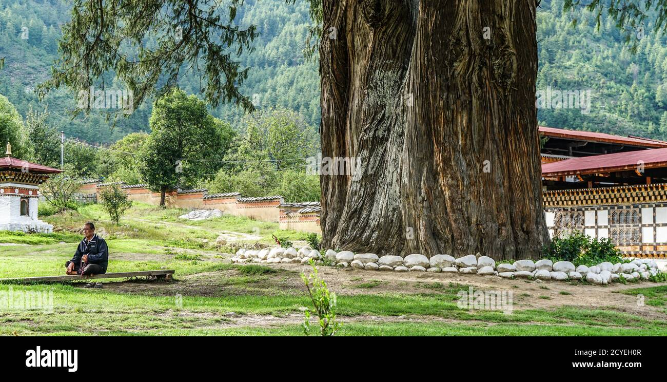 Devdar tree hi-res stock photography and images - Alamy