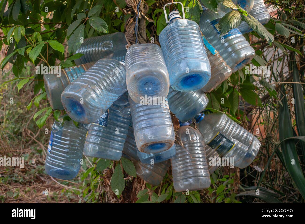 Plastic water cans hanging on the tree. They are used to collect water ...