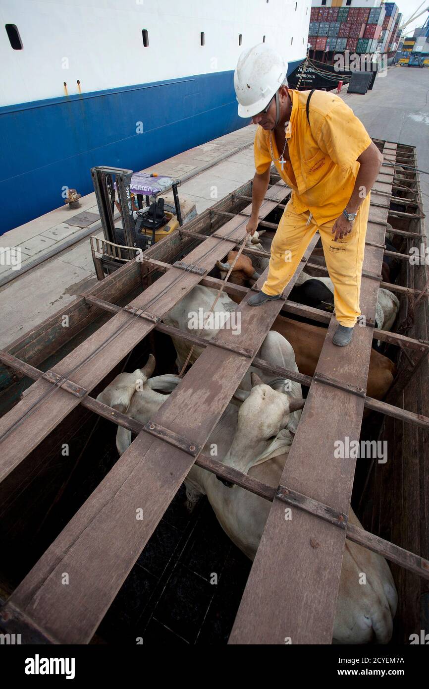 Australia cattle ship hi-res stock photography and images - Alamy