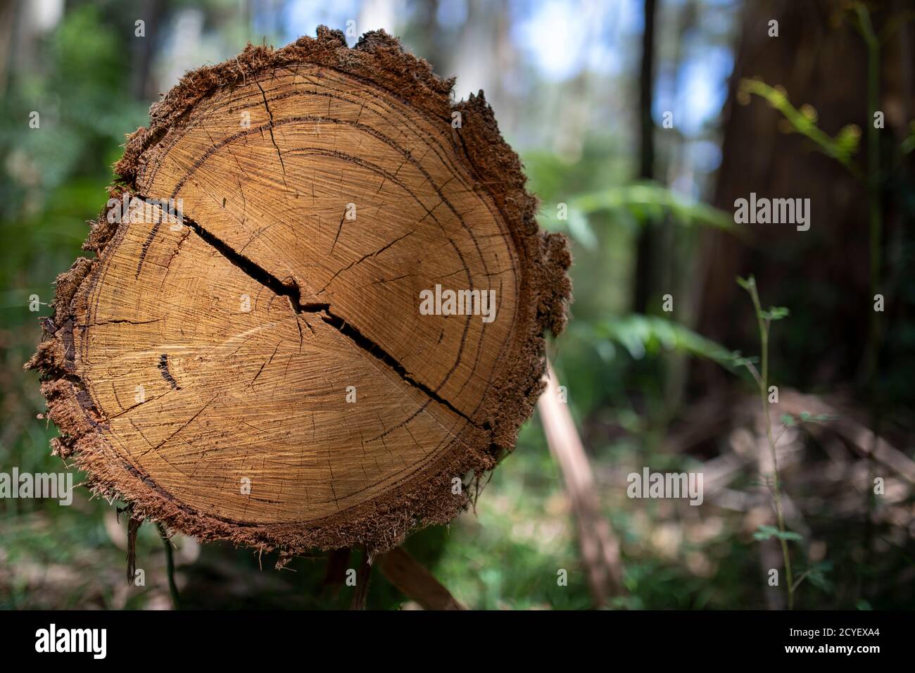 Sawn log in Forest Stock Photo - Alamy