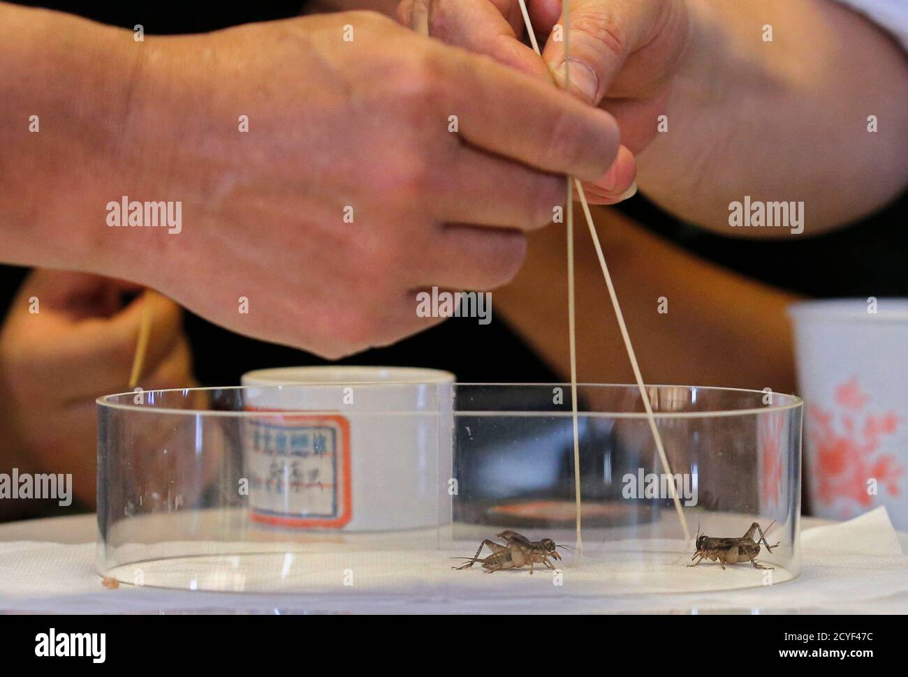 Two crickets hi-res stock photography and images - Alamy