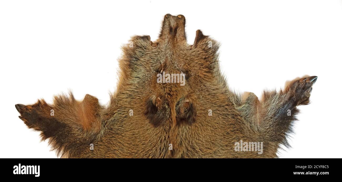Wild boar pelt from hunted animal, isolation over white background ...