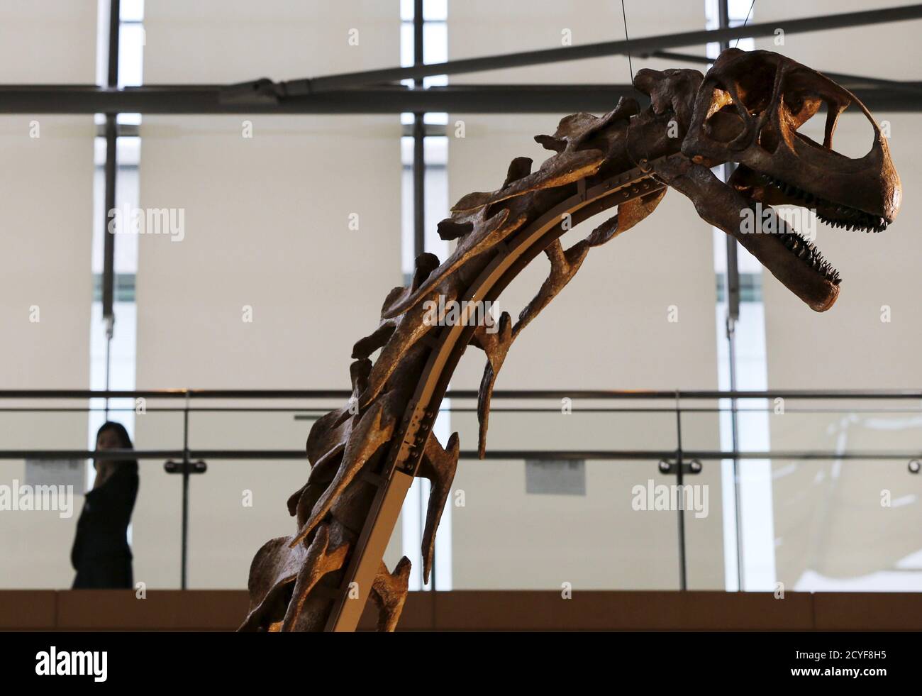 Turiasaurus hi-res stock photography and images - Alamy