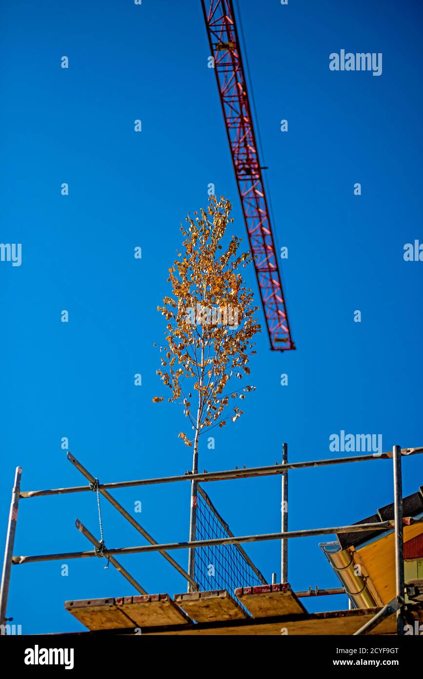 topping out, German tradition in building construction Stock Photo - Alamy