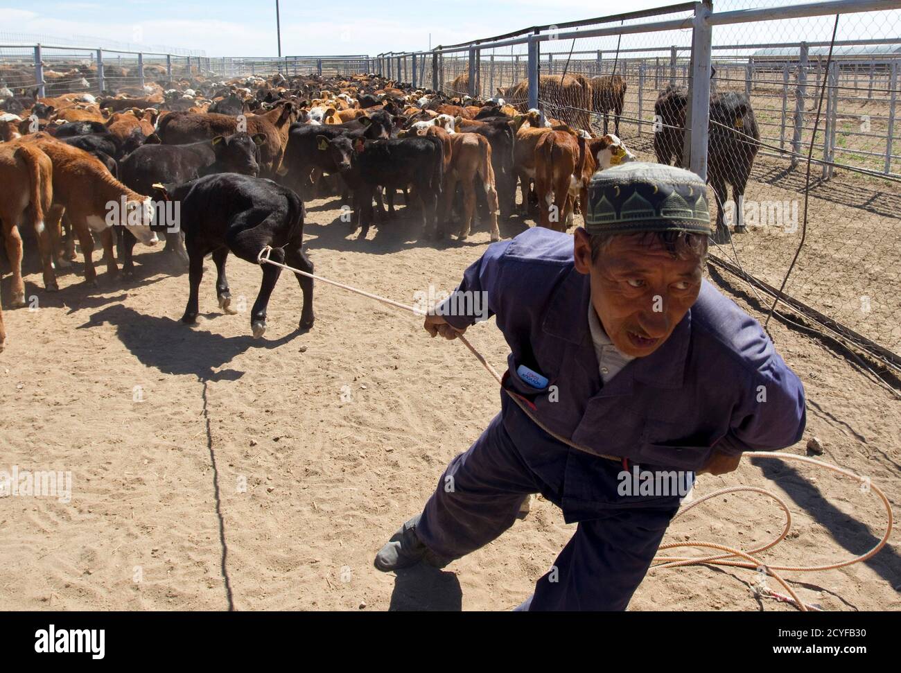 Cattle wearing cowboy boots hi-res stock photography and images - Alamy
