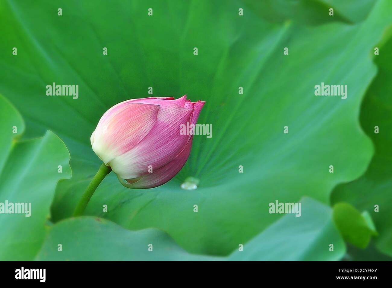 Lotus is the water plant. It has broad floating leaves and bright ...