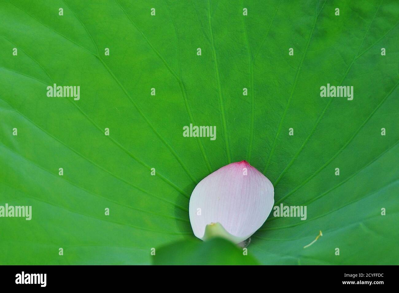 Lotus is the water plant. It has broad floating leaves and bright ...
