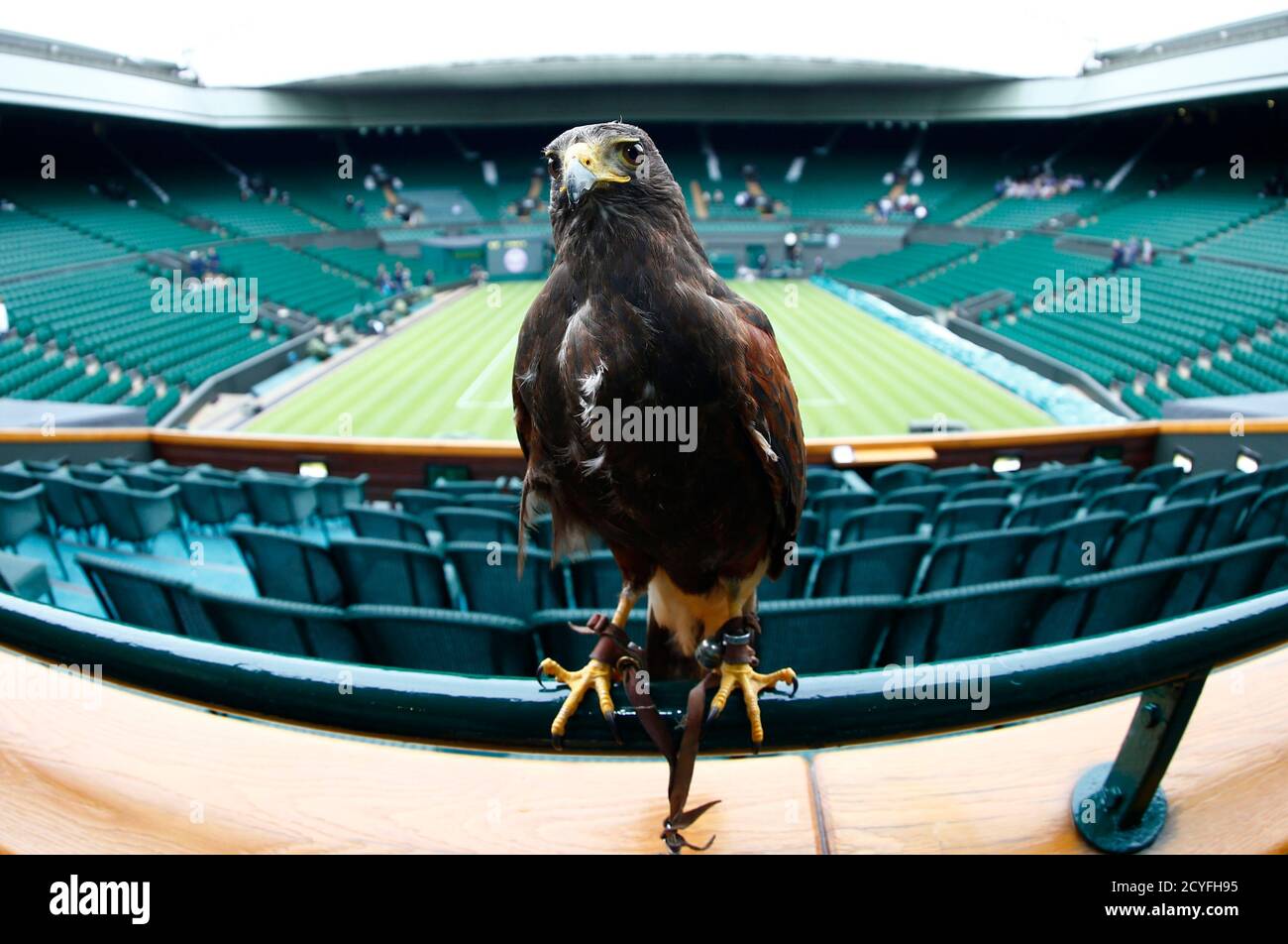 Rufus the harris hawk on centre court hi-res stock photography and ...