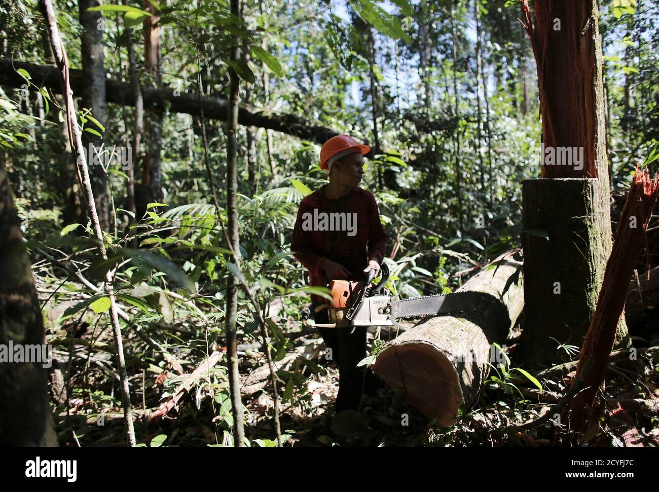 Cutting Down Tree Rainforest High Resolution Stock Photography and ...