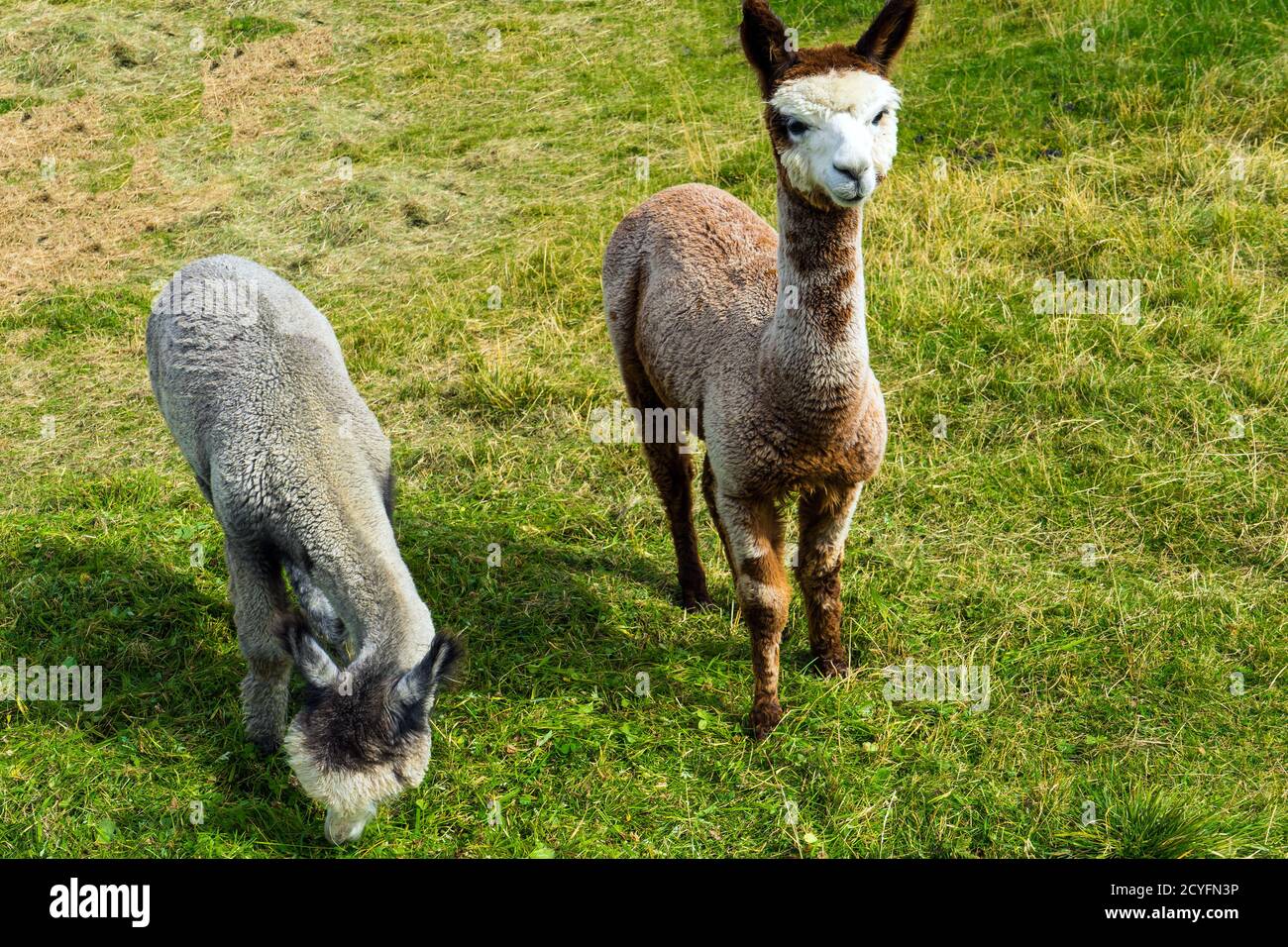 Two lama and natural life Stock Photo - Alamy