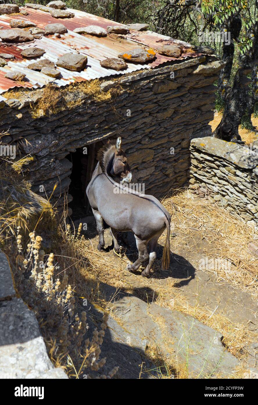 Donkey stable hi-res stock photography and images - Alamy