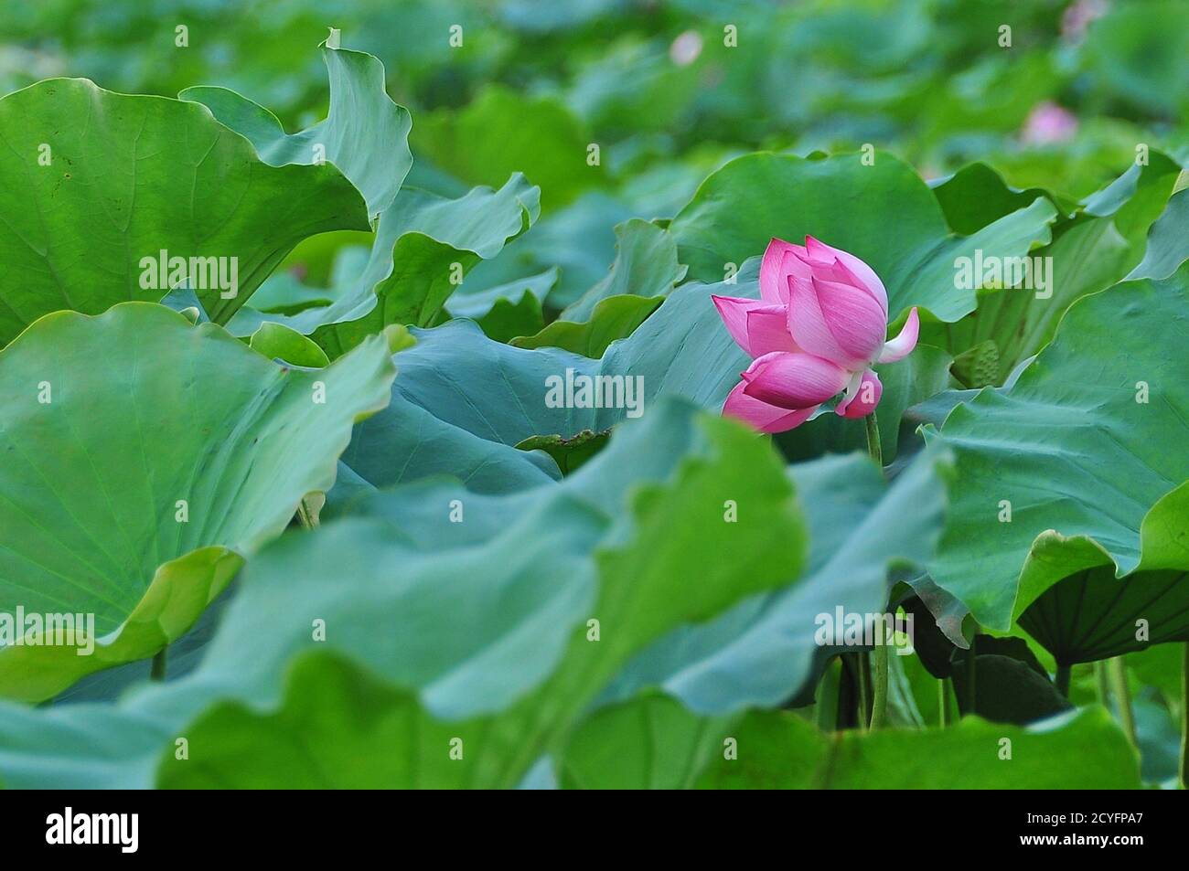 Lotus is the water plant. It has broad floating leaves and bright ...
