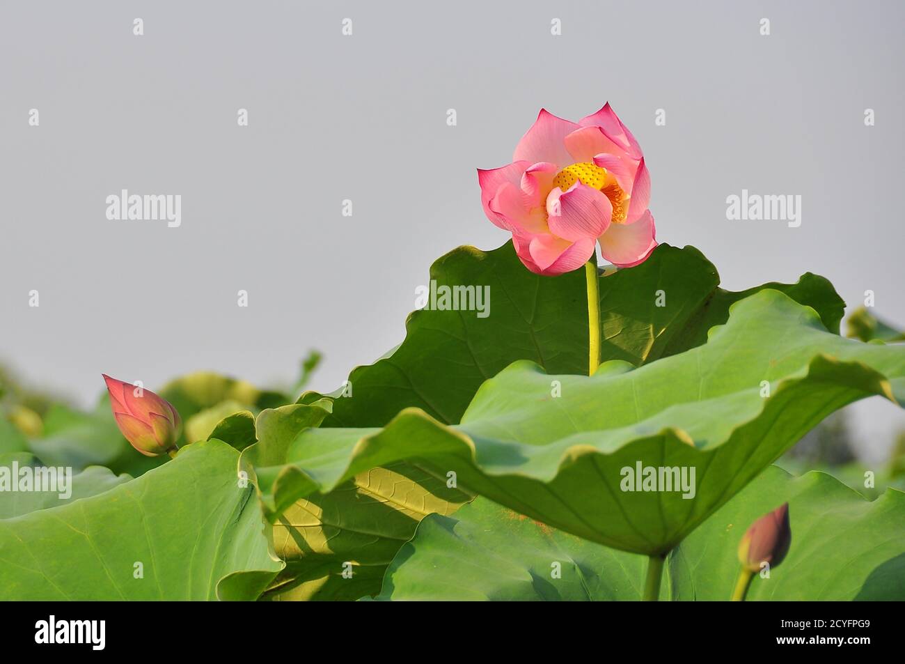 Lotus is the water plant. It has broad floating leaves and bright ...