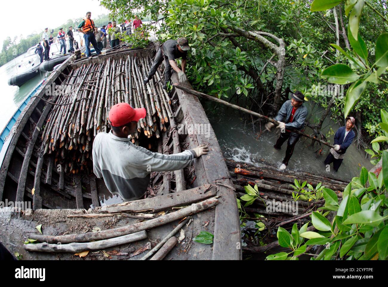 Mangrove logs hi-res stock photography and images - Alamy