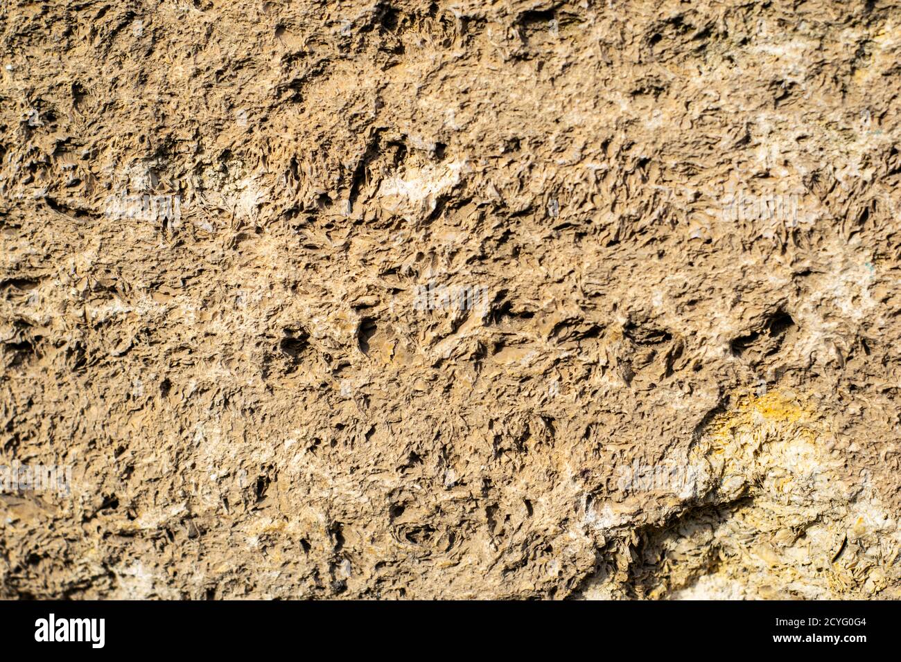 old weathered shell stone surface background texture backdrop Stock ...