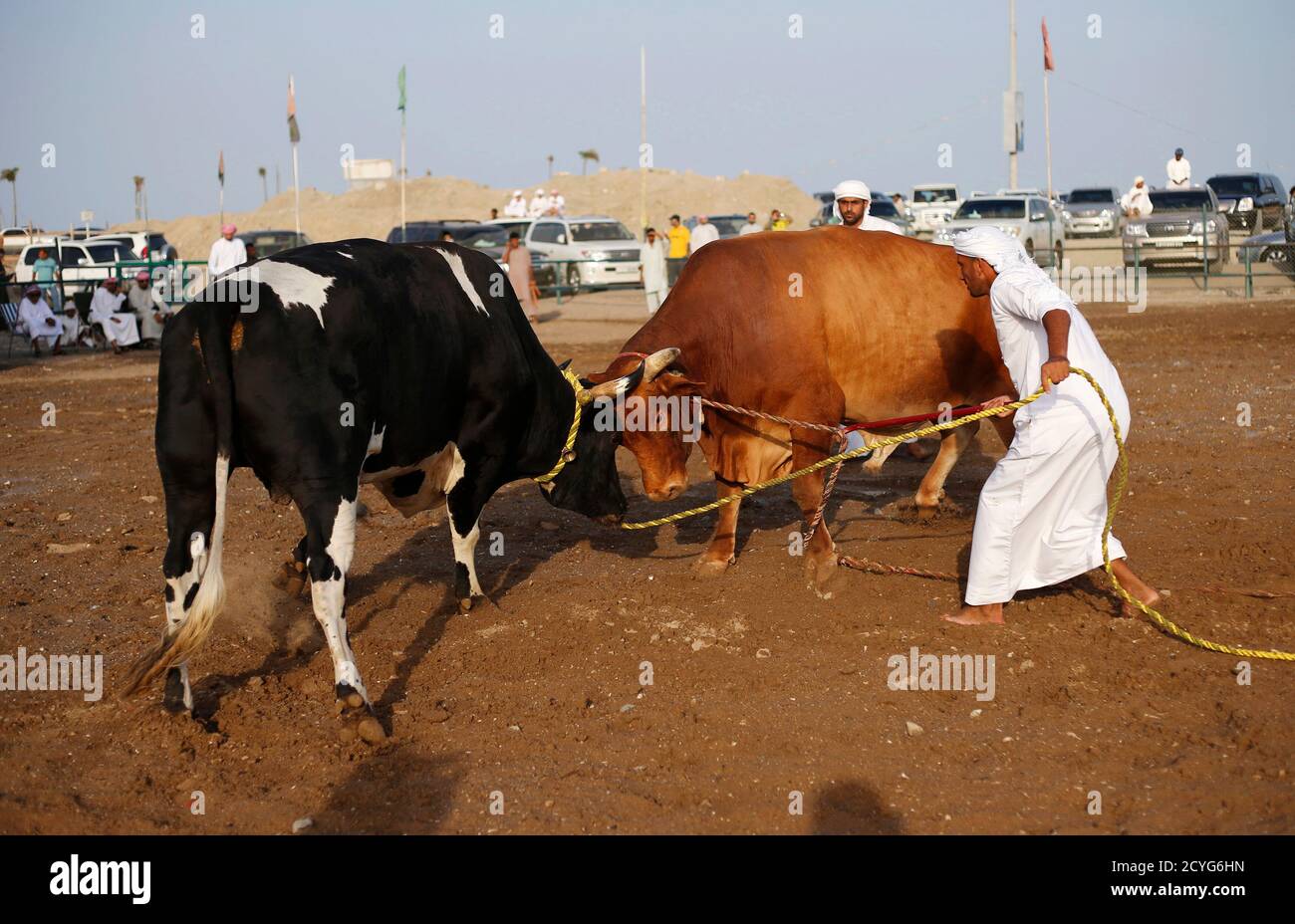 Two bulls fighting in bullfight hi-res stock photography and images - Alamy