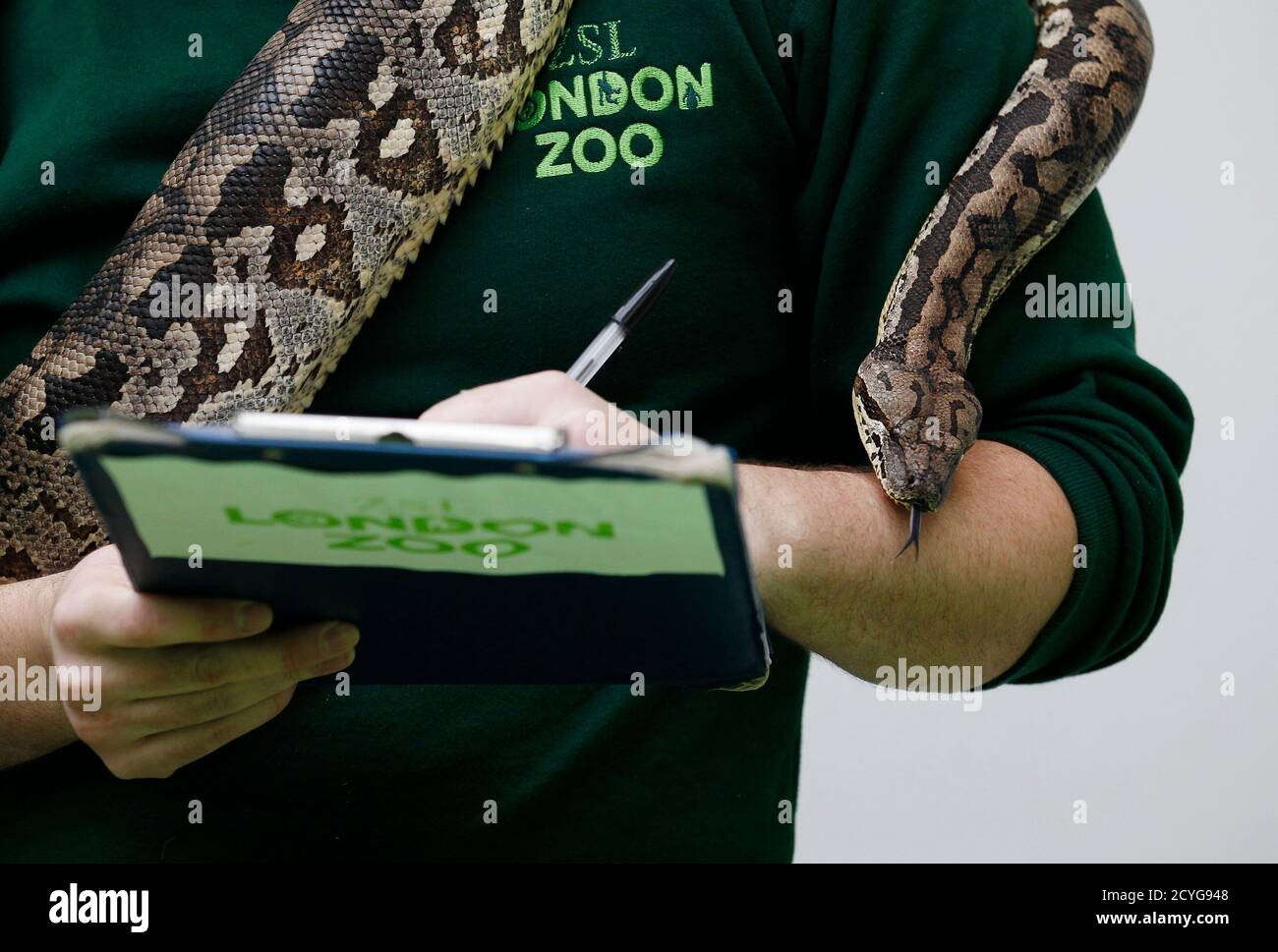 Snake handler zoo High Resolution Stock Photography and Images - Alamy