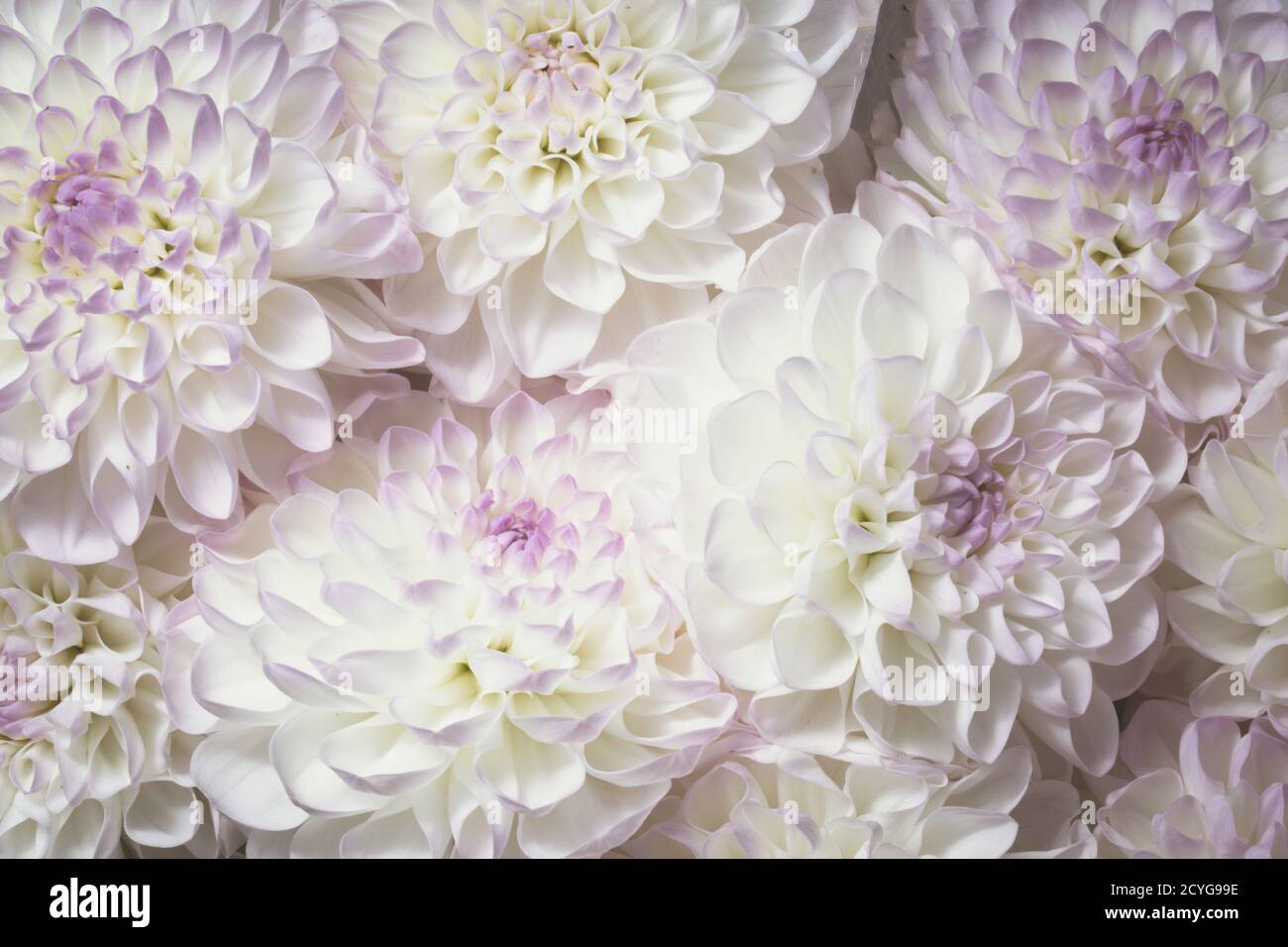 Beautiful white flower dahila with purple and violet accents, petals ...