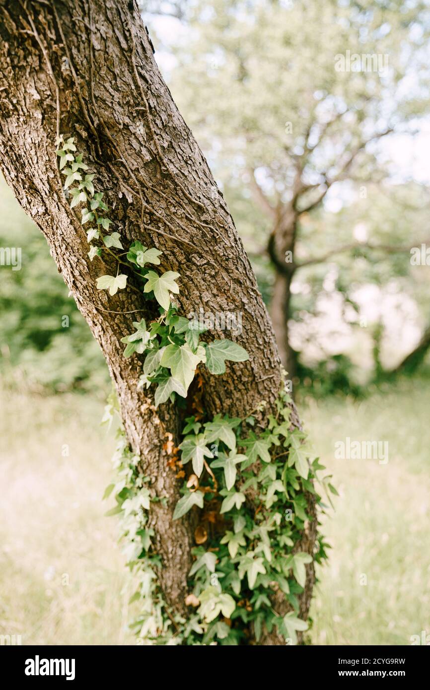 A tall tree with a crack in the trunk and curly ivy against the ...