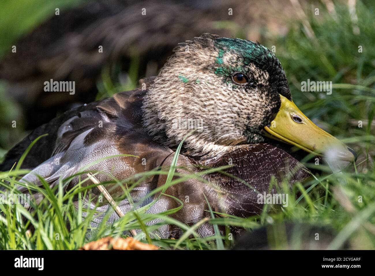 Duck playing in grass Germany Stock Photo - Alamy