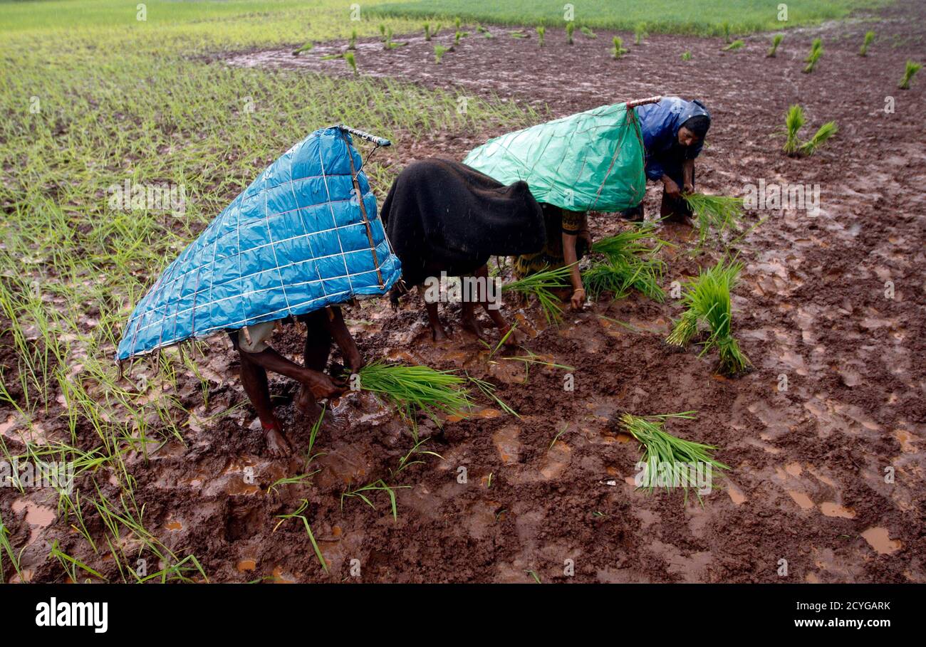 India farmers rain hi-res stock photography and images - Alamy