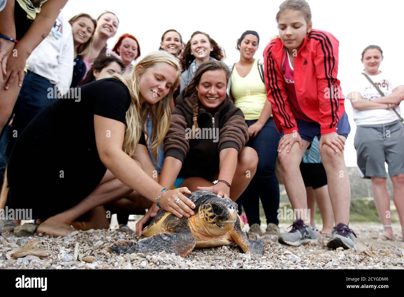 Archelon Turtle High Resolution Stock Photography and Images - Alamy