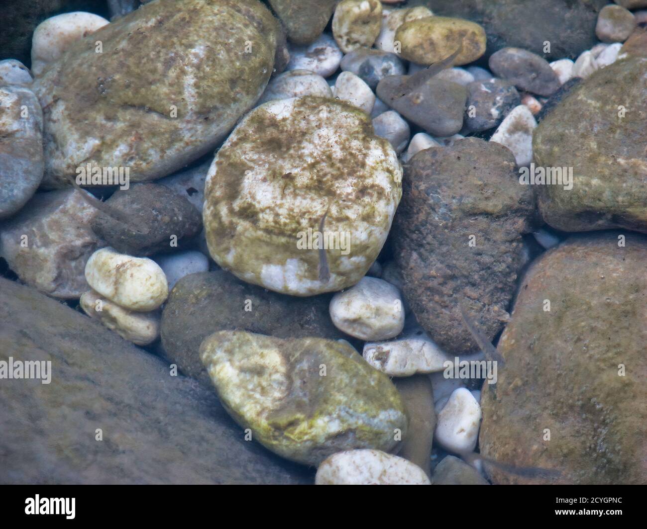Top view closeup of rocks under the river with small fishes swimming ...