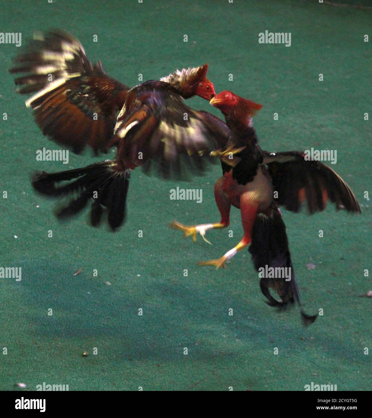Cockfighting hi-res stock photography and images - Alamy