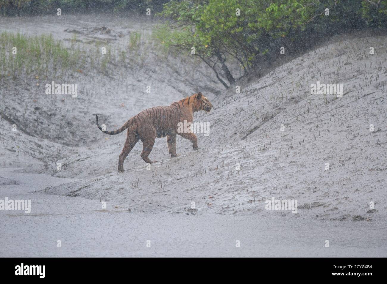 Dominant adult male Bengal tiger walking up the tidal flat in ...