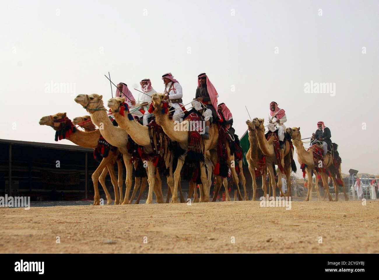 Saudi Camels High Resolution Stock Photography and Images - Alamy