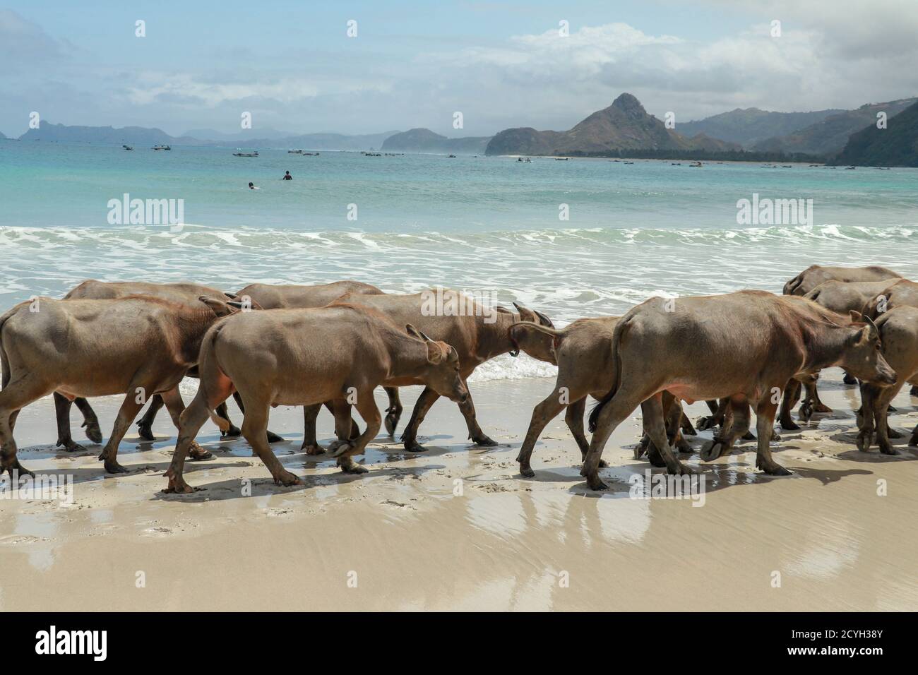 group of water buffalo. Wild Water Buffalo on Selong Belanak Beach ...