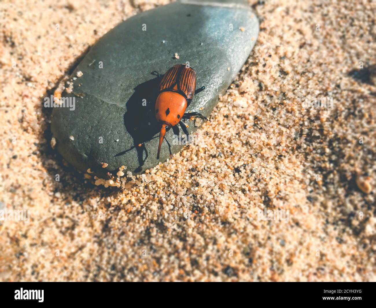 Red palm weevil snout beetle on a stone. Rhynchophorus ferrugineus ...