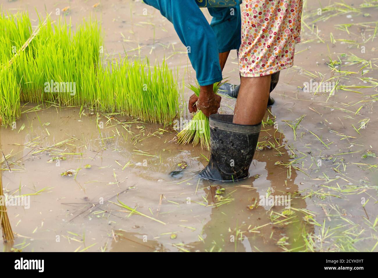 An Asian farmer grows rice in rice fields. Close-up of water and hands ...