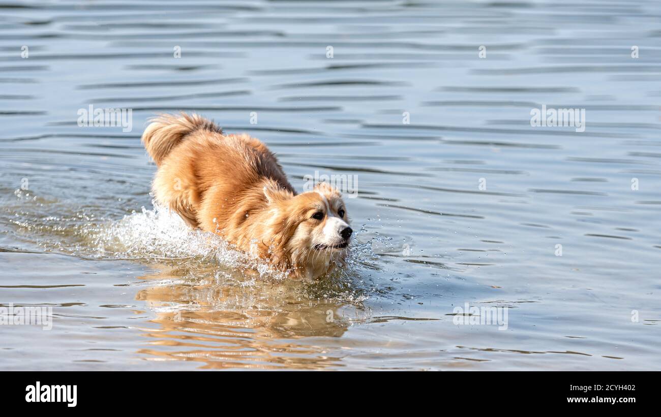 Welsh corgi water hi-res stock photography and images - Alamy