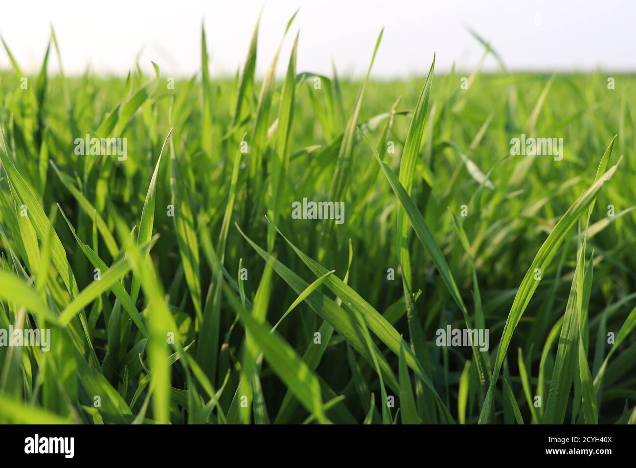 Green Grass Free Stock Photo Stock Photo - Alamy