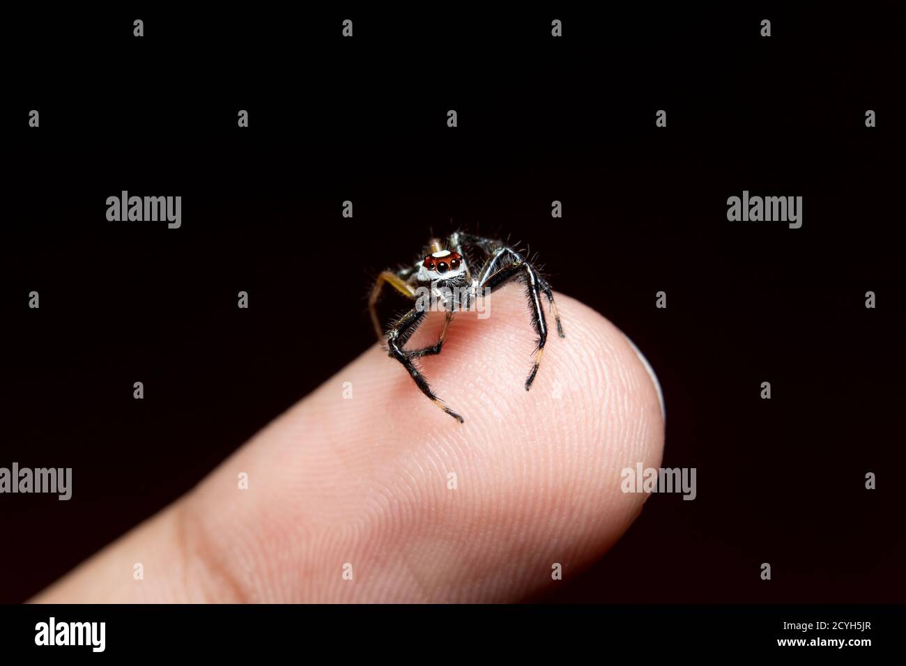 Sylvana Jumping Spider on finger Stock Photo - Alamy