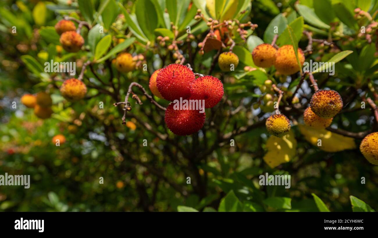 ripe wild strawberry tree ready for harvest, Narcao , south sardinia ...