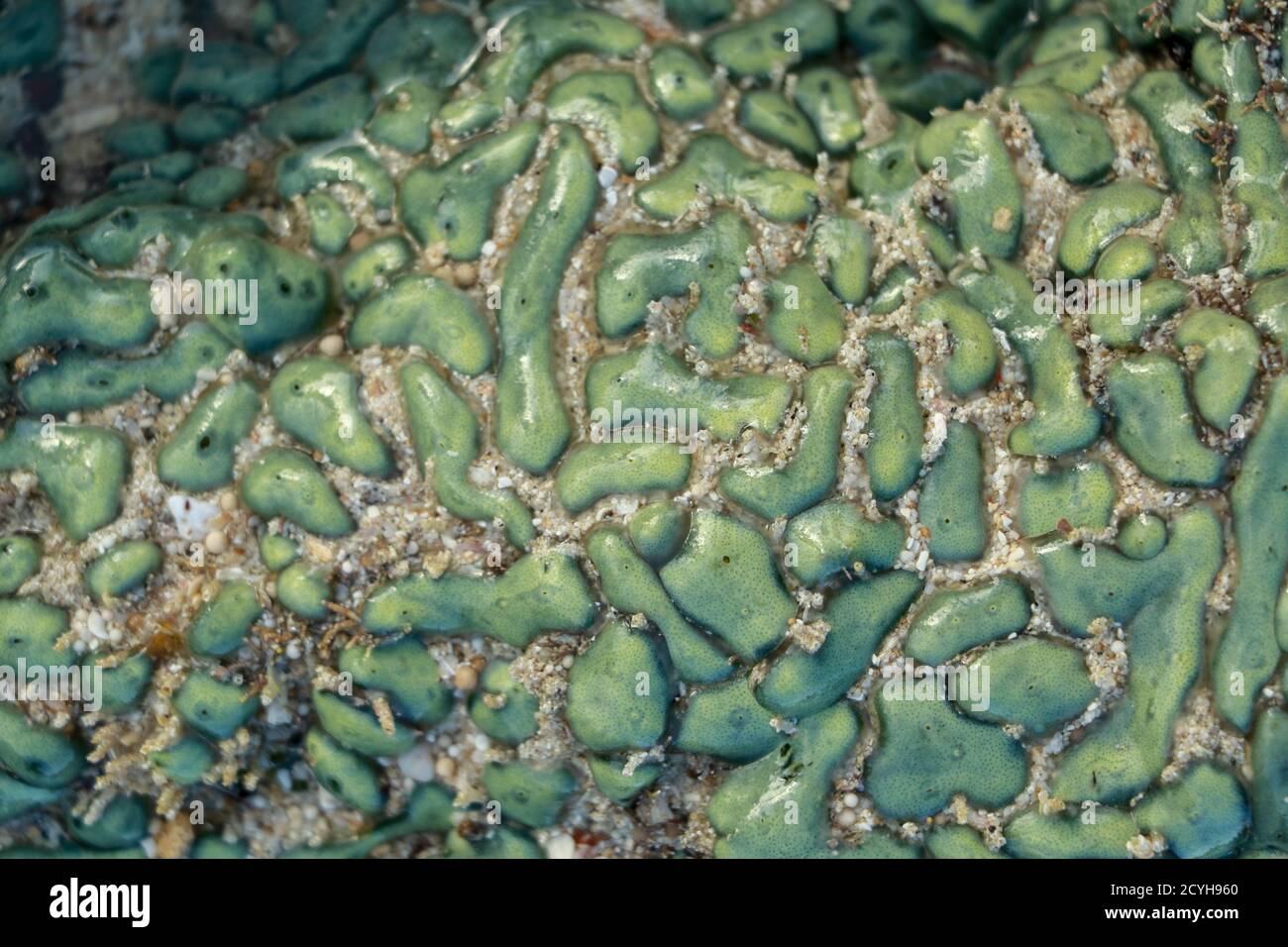 This is a green favia coral with bright red and green eyes. Sea coral ...