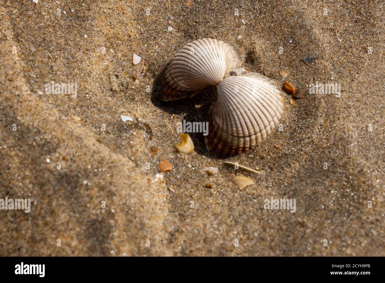 Scallop shells nestled in the sand on the beach at Camber Sands in East ...