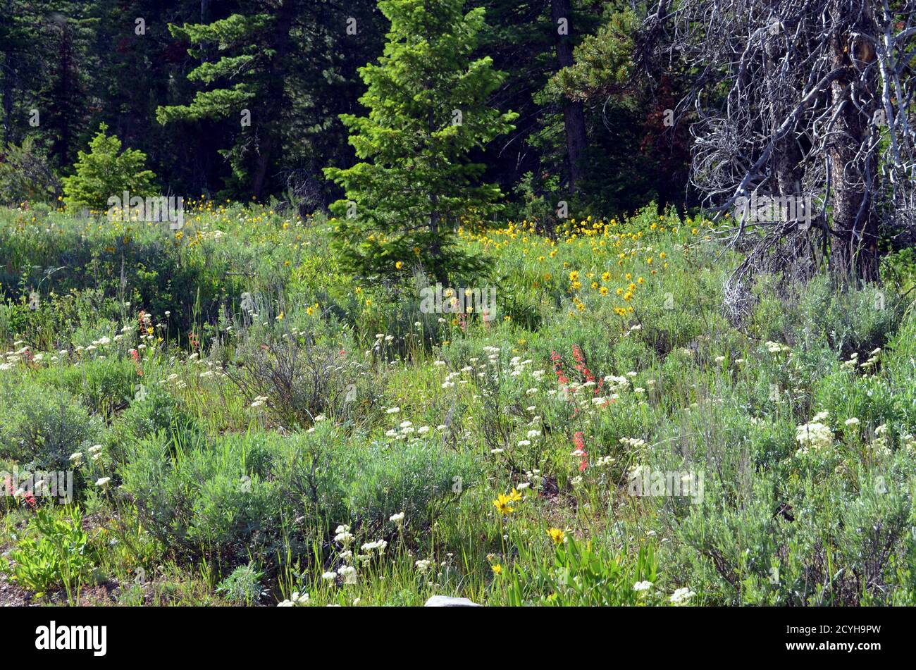 Wyoming - Grand Tetons Rockefeller Preserve Flowers Stock Photo - Alamy