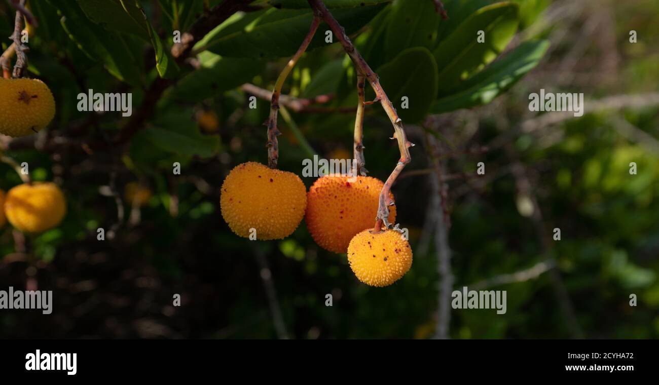 ripe wild strawberry tree ready for harvest, Narcao , south sardinia ...