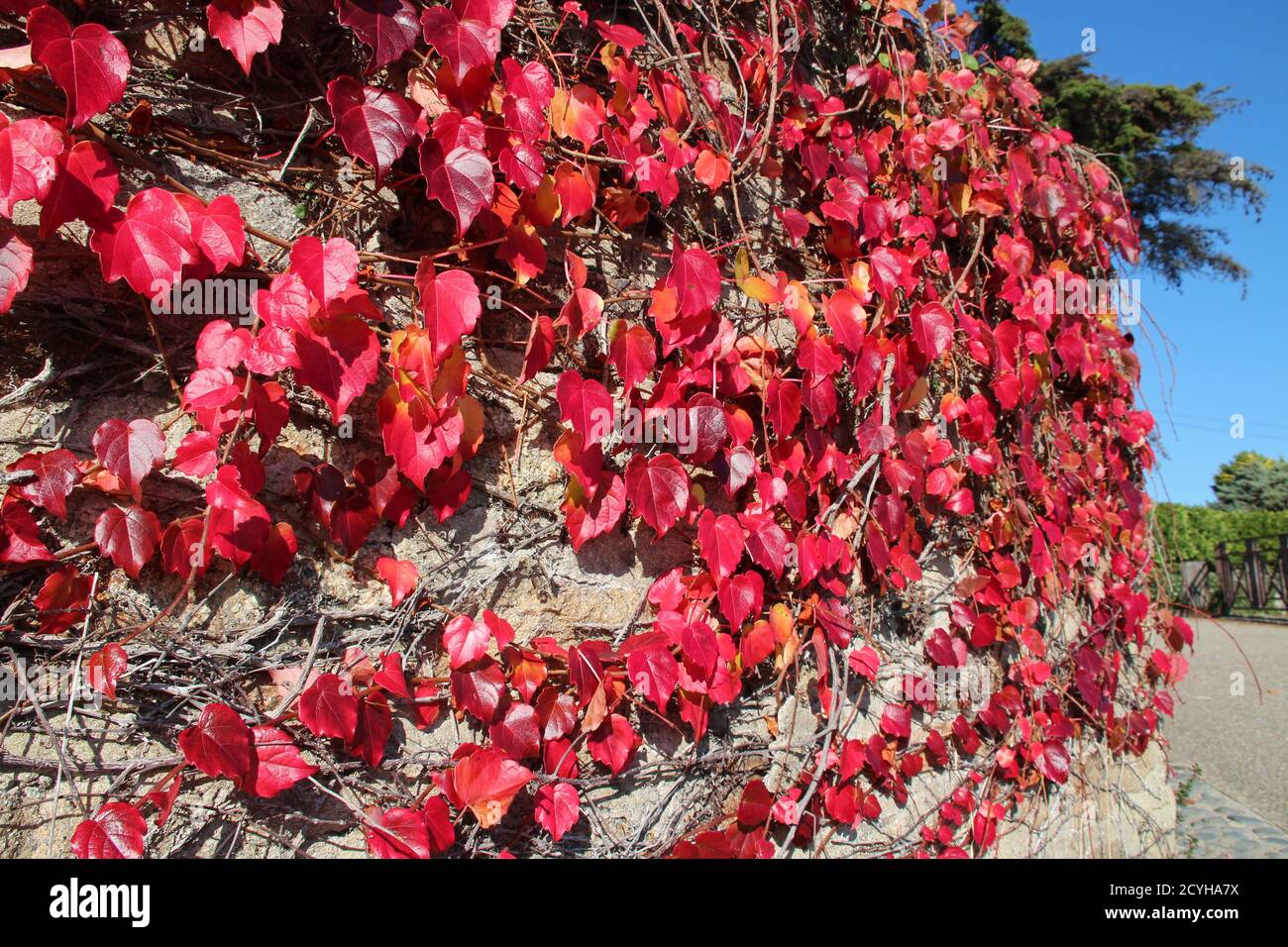 ivy in arzon in brittany (france Stock Photo - Alamy