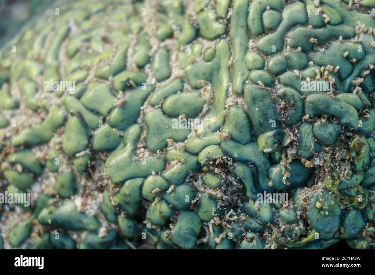 This is a green favia coral with bright red and green eyes. Sea coral ...