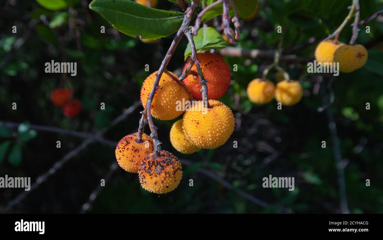 ripe wild strawberry tree ready for harvest, Narcao , south sardinia ...